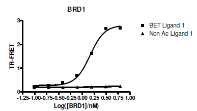 BRD1 Inhibitor Screening Assay Kit | West Bioscience
