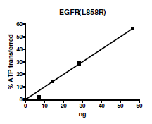 Human EGFR (L858R) protein| West Bioscience