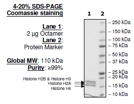 Human Histone Octamer (Full length, un-tagged) protein | West Bioscience