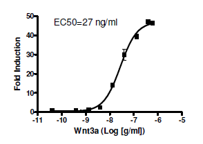 TCF/LEF reporter-HEK293 cell line (Wnt Signaling Pathway) | West Bioscience