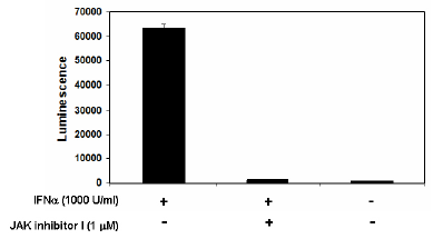 ISRE reporter cell line (JAK pathway) | West Bioscience