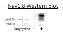 Nav1.8 beta 2 - HEK293 Cell Line | West Bioscience