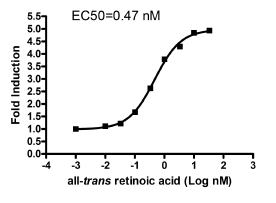 SRE Reporter - HEK293 Cell Line (ERK Pathway) | West Bioscience