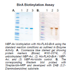 BirA, His-FLAG-tags | biotin ligase E. coli | West Bioscience