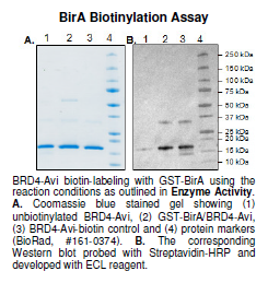 BirA, GST-tag | biotin ligase | West Bioscience