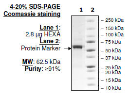 Human HEXA, FLAG-His-tags protein | West Bioscience